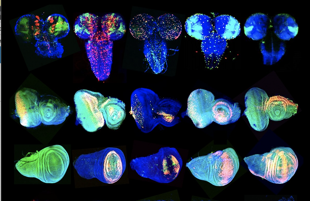 cory evans - Life Sciences