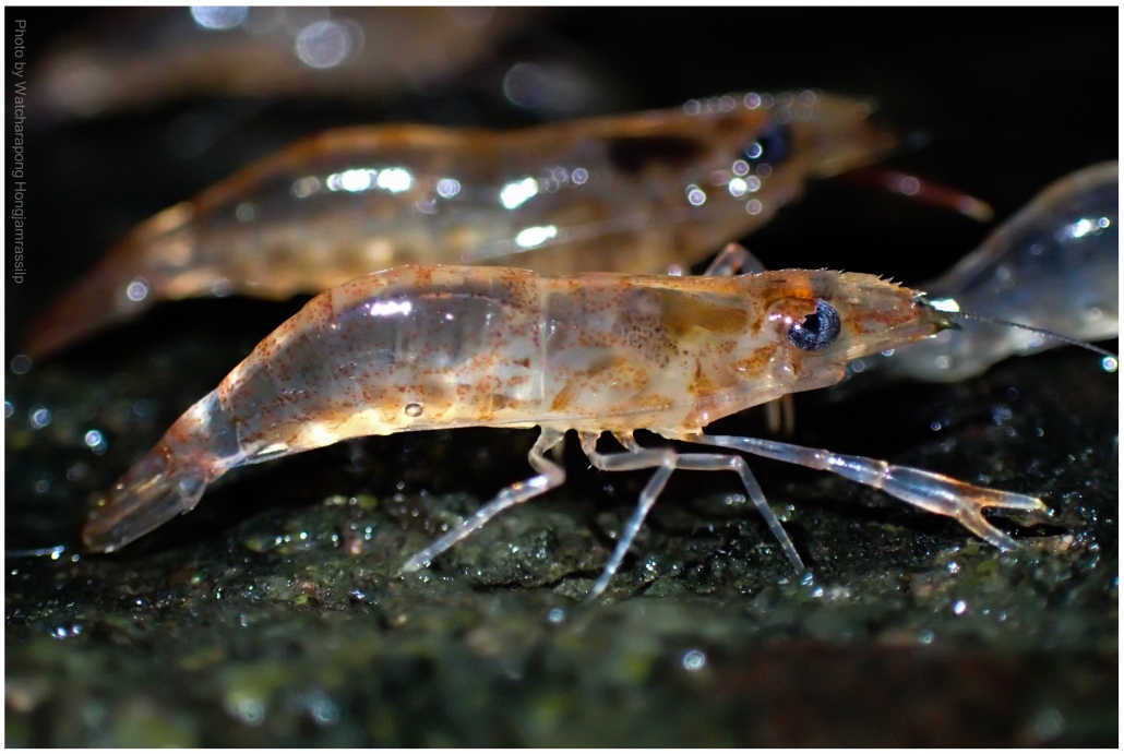 EEB1 - Life Sciences