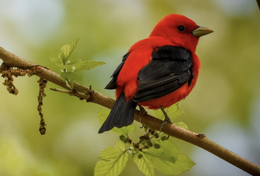 Scarlet tanager - Life Sciences