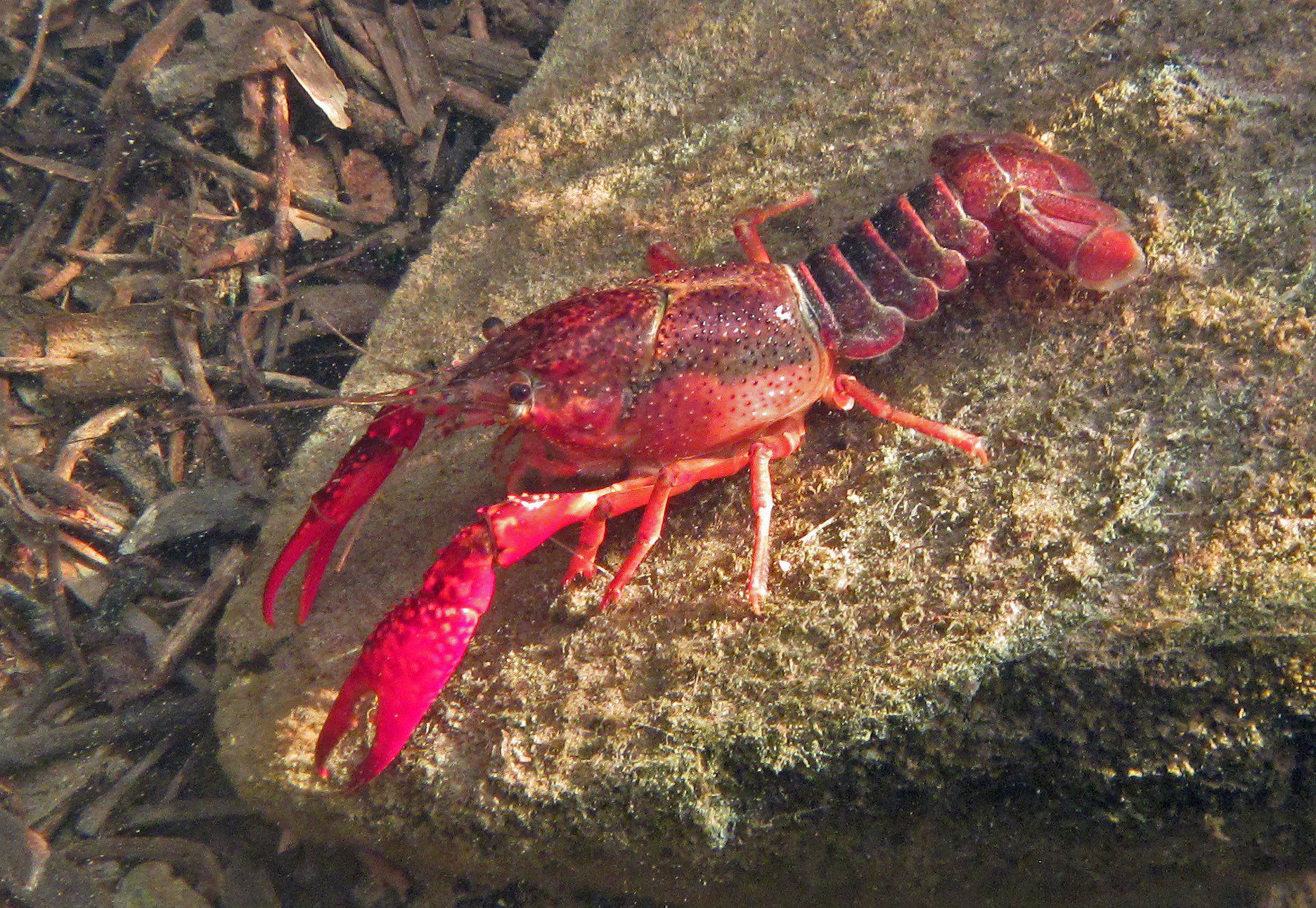 red-swamp-crayfish - Life Sciences