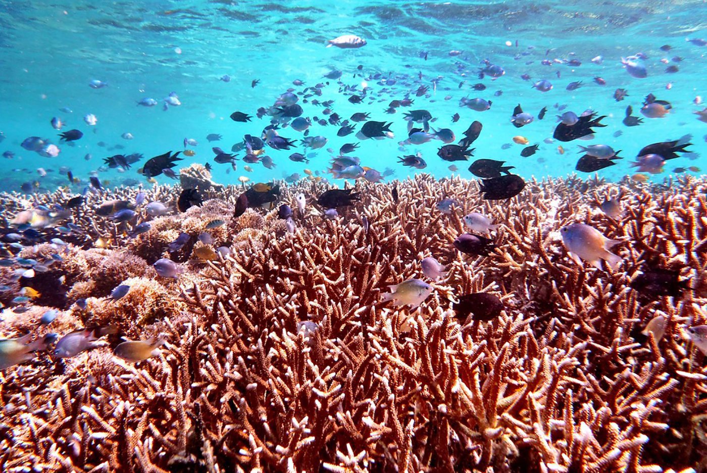 Colgan-Coral+Reef - Life Sciences