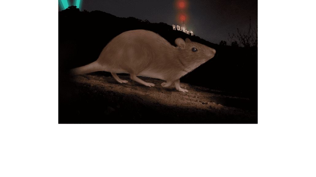 Labyrinth-rat-hollywood - Life Sciences