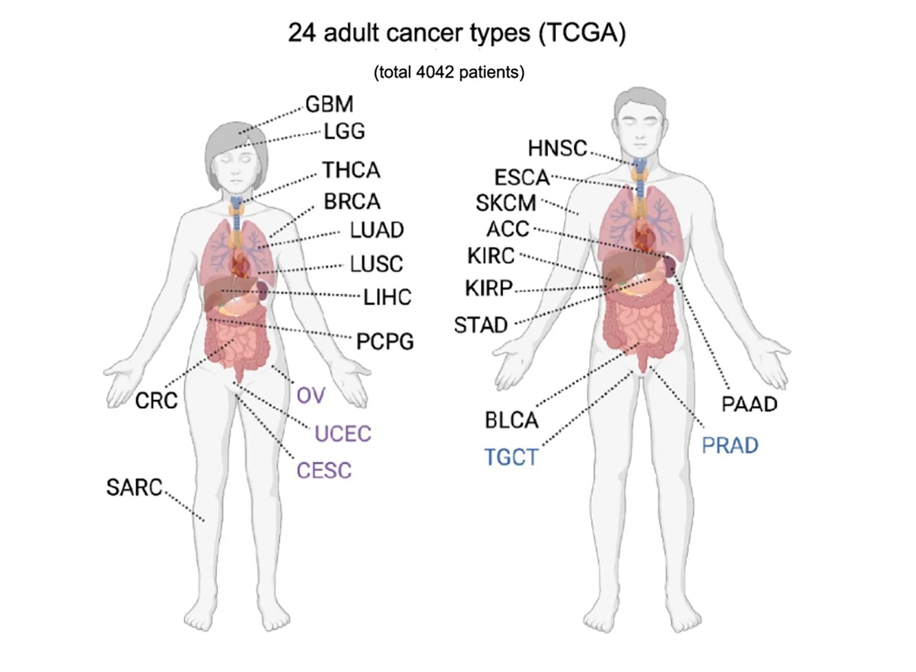 24 adult cancer types - Life Sciences